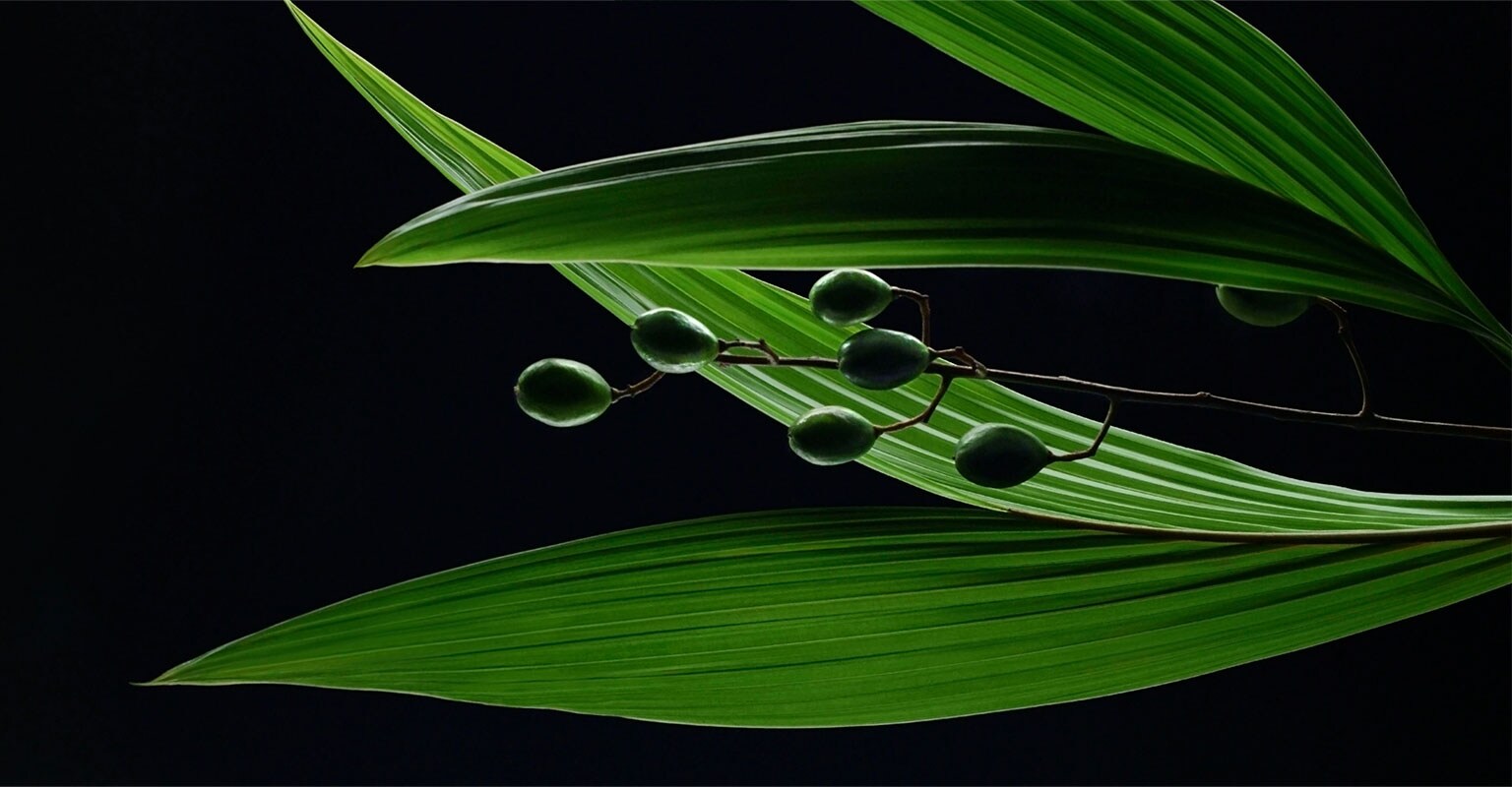 MPP – Franchise – Botanical Repair Collection Page | Aveda